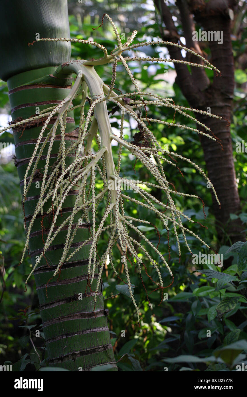 Rhopalostylis leaves hi-res stock photography and images - Alamy