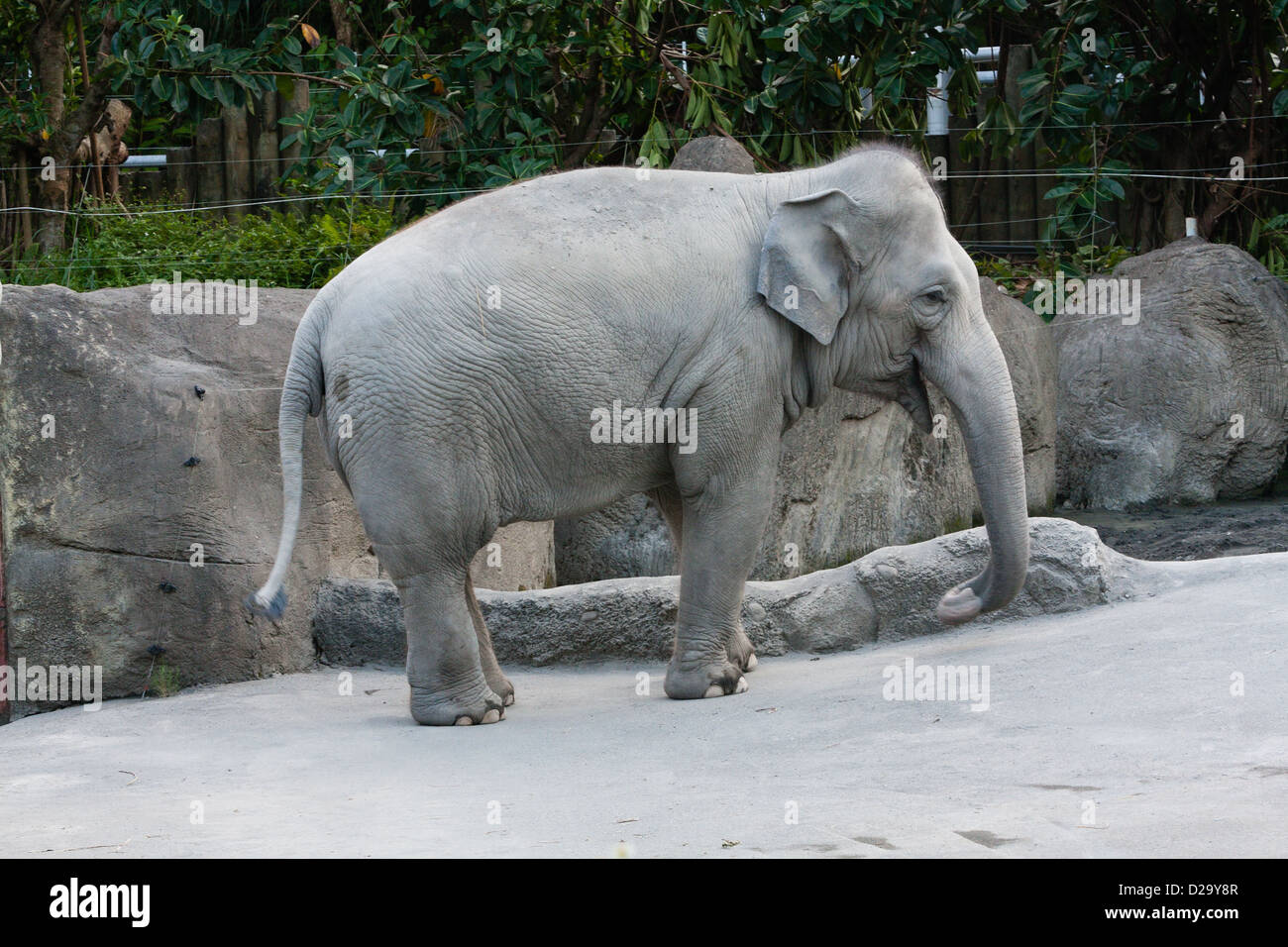Elefante maximus hi-res stock photography and images - Alamy