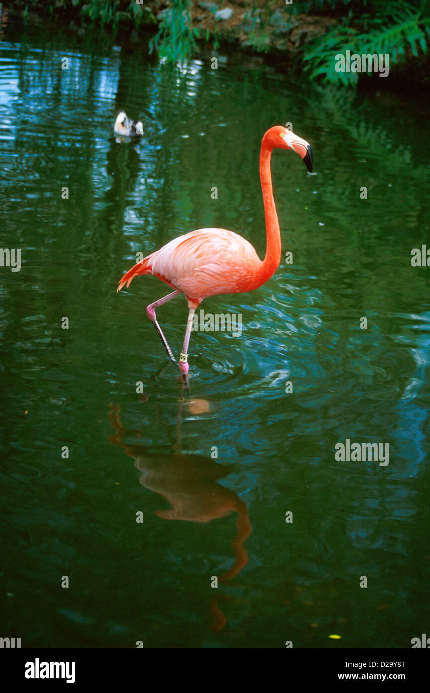 Orlando flamingos hi-res stock photography and images - Alamy