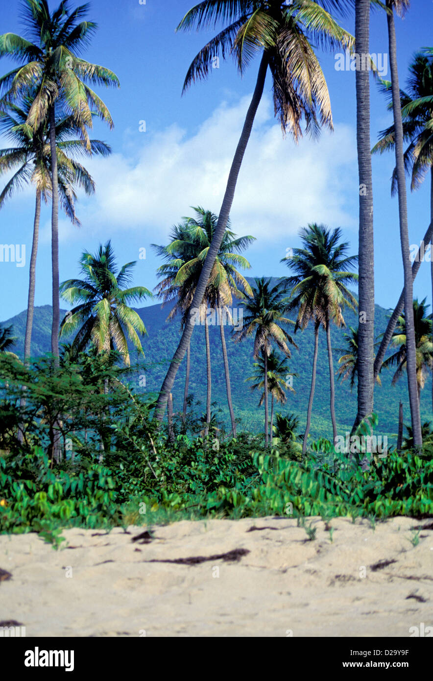 Nevis, Beach With Palm Trees Stock Photo - Alamy