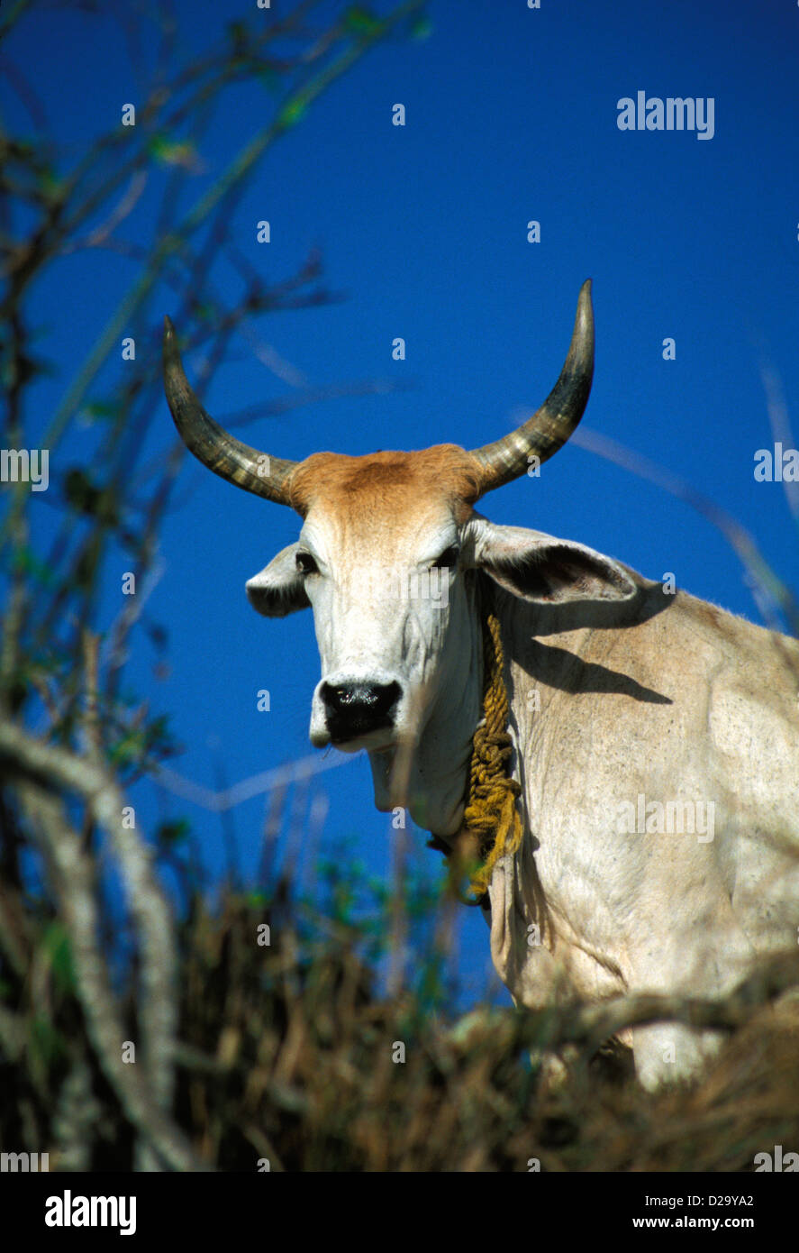 U S Cattle Inventory