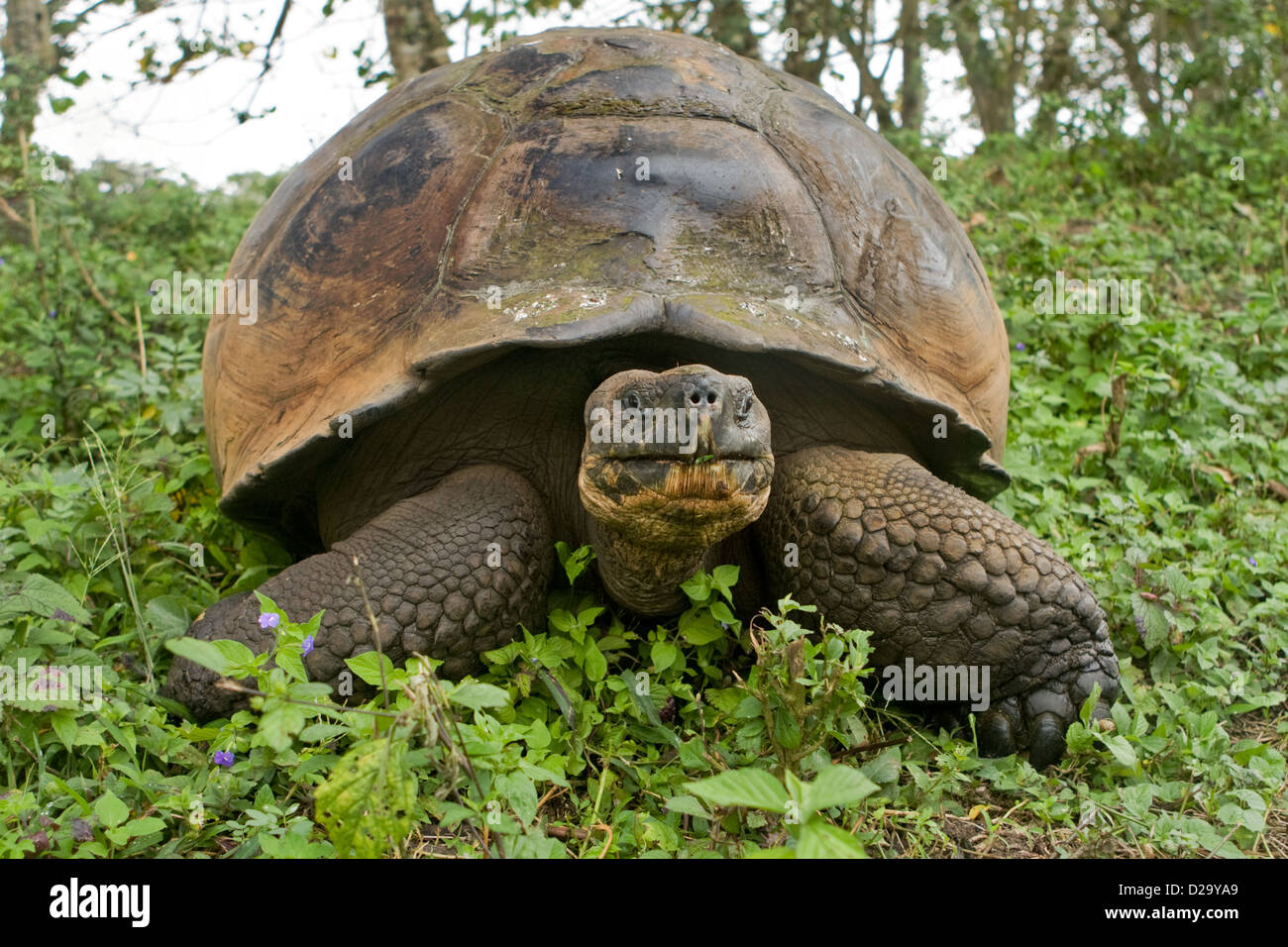 A Giant Galapagos tortoise, Geochelone elephantopus, found on the ...