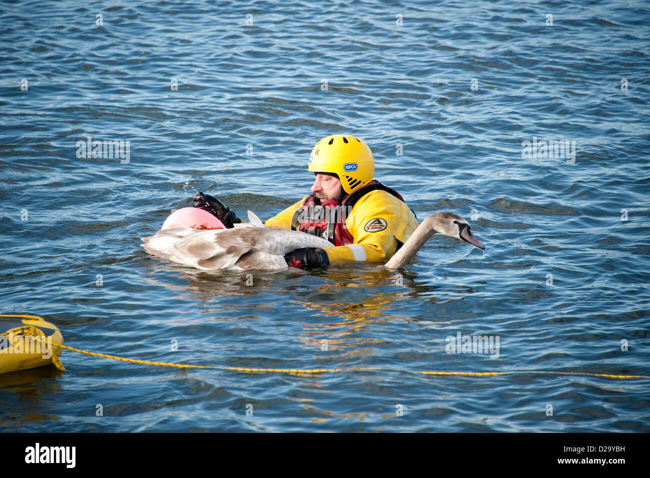 RSPCA Officer rescues swan trapped in rope in water Stock Photo - Alamy