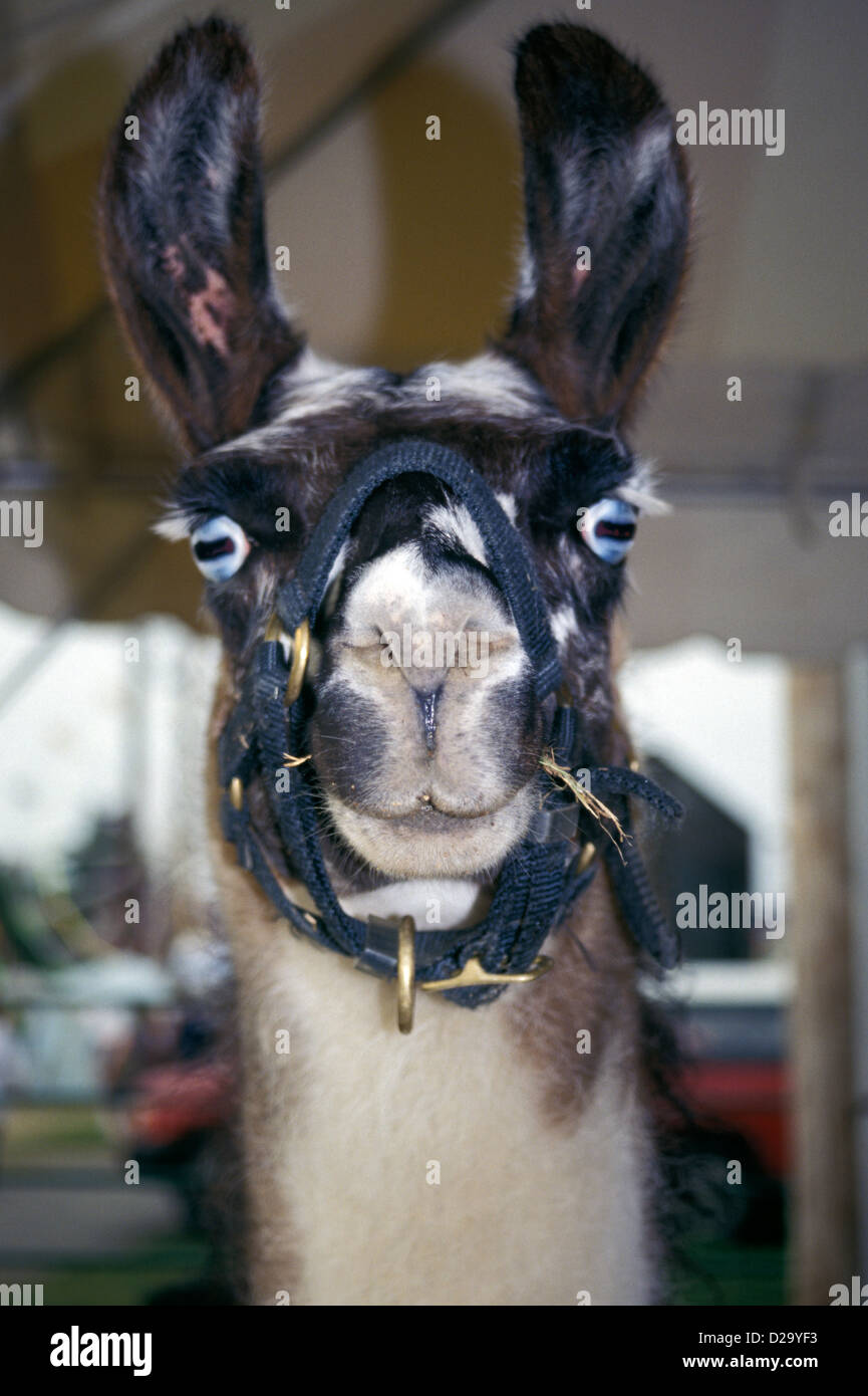 Wearing animals hi-res stock photography and images - Alamy