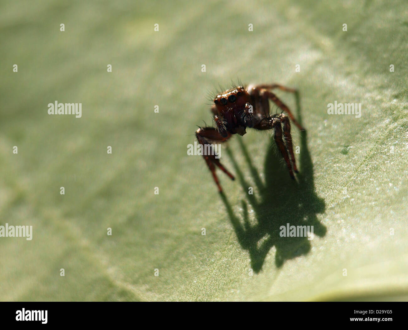 a tiny predatory jumping spider looks menacing with strong shadow and ...