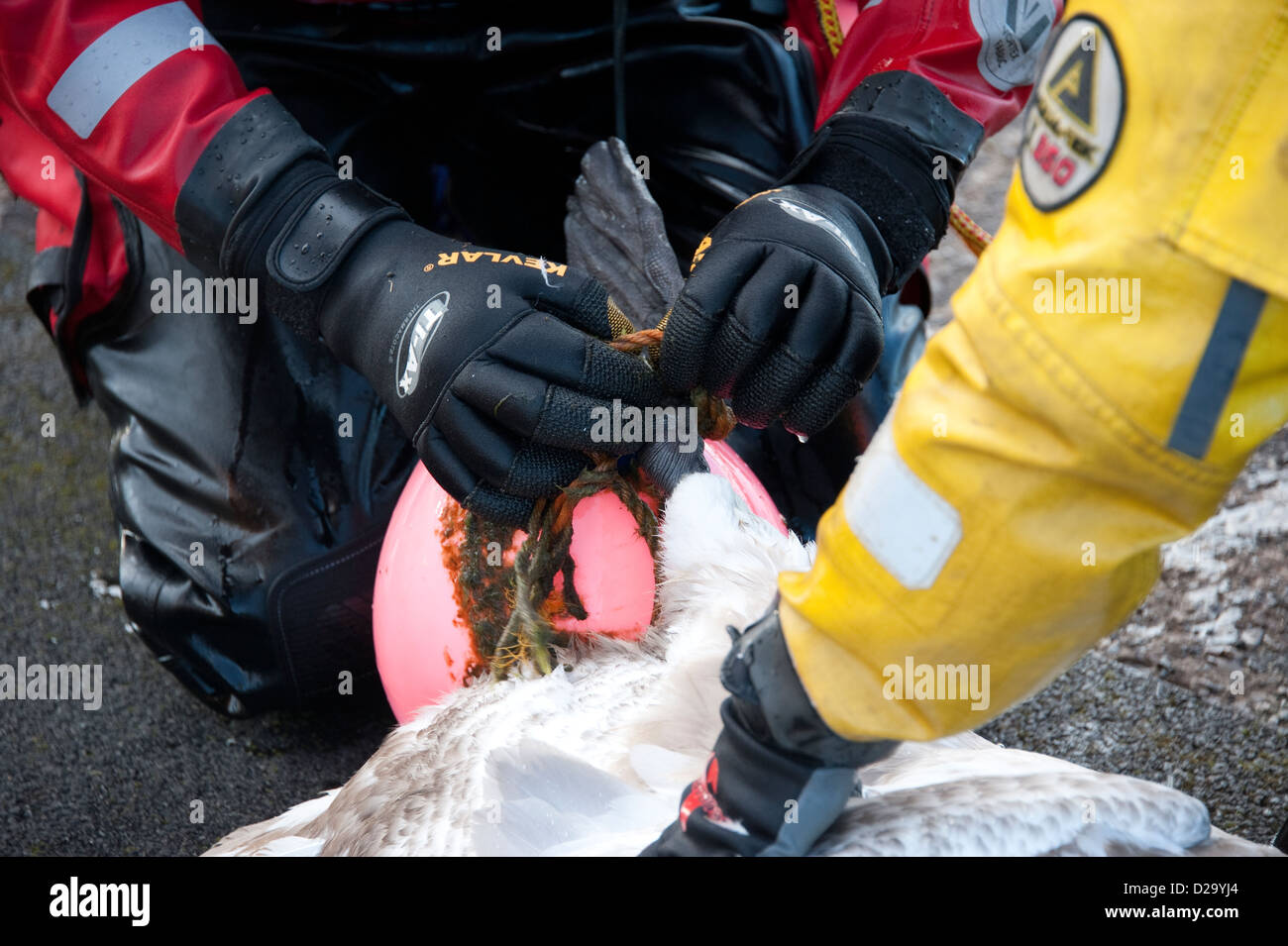 Rspca rescue hi-res stock photography and images - Alamy