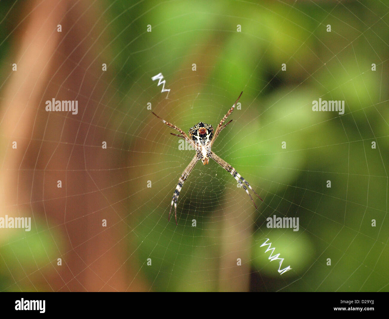 Zigzag web spider hi-res stock photography and images - Alamy
