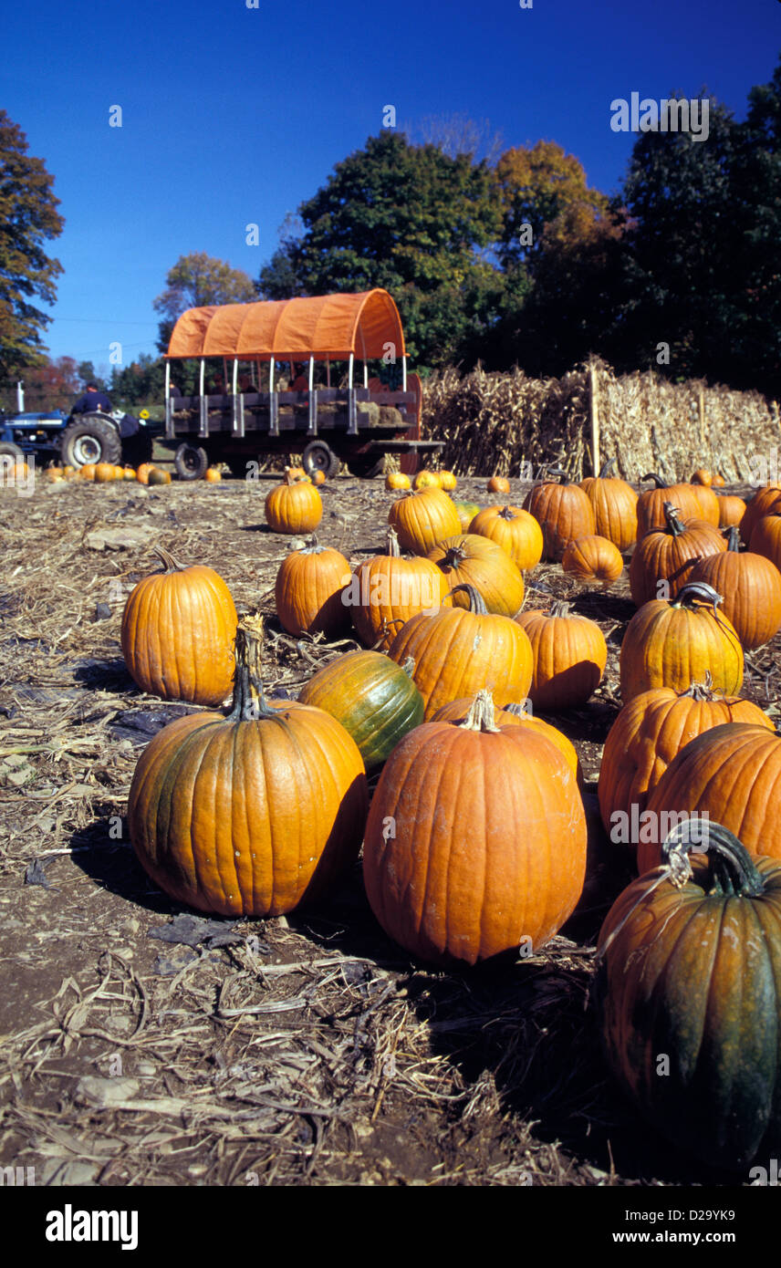 Hayride pumpkins hi-res stock photography and images - Alamy