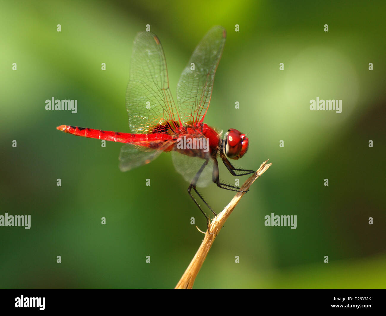 Wings have bright red veins hi-res stock photography and images - Alamy