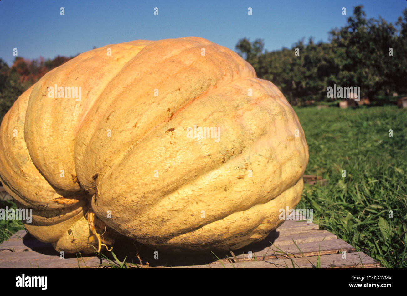 Very Large Pumpkin, Close Up Stock Photo - Alamy