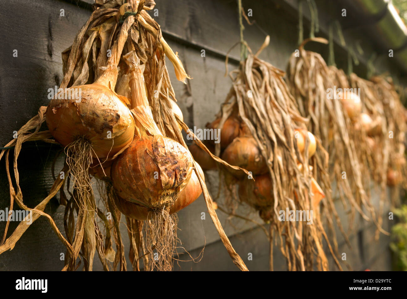String of Onions hanging against the side of a shed Stock Photo - Alamy