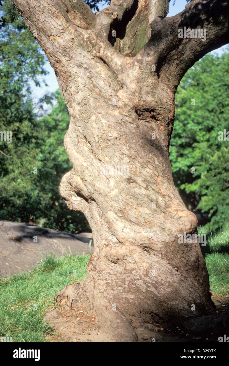 Twisted tree black and white hi-res stock photography and images - Alamy