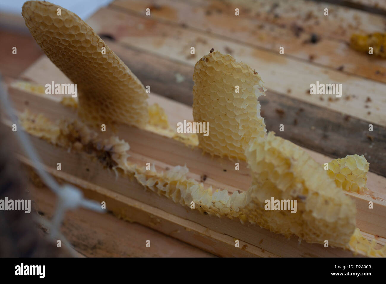 In top bar bee hives, the comb develops in a free-form shape, shown ...
