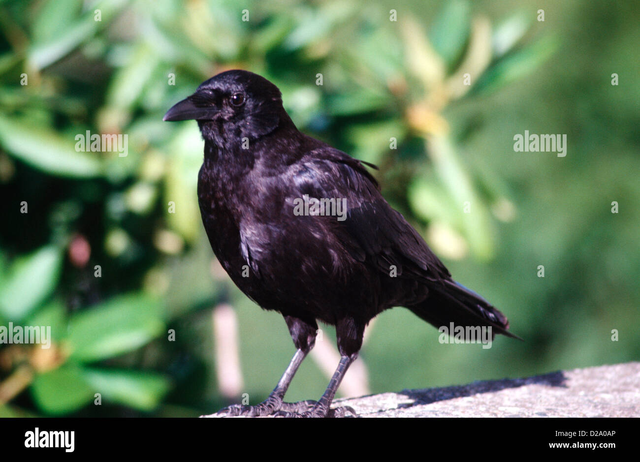 Raven nature animals birds miscellaneous landscape color hi-res stock ...