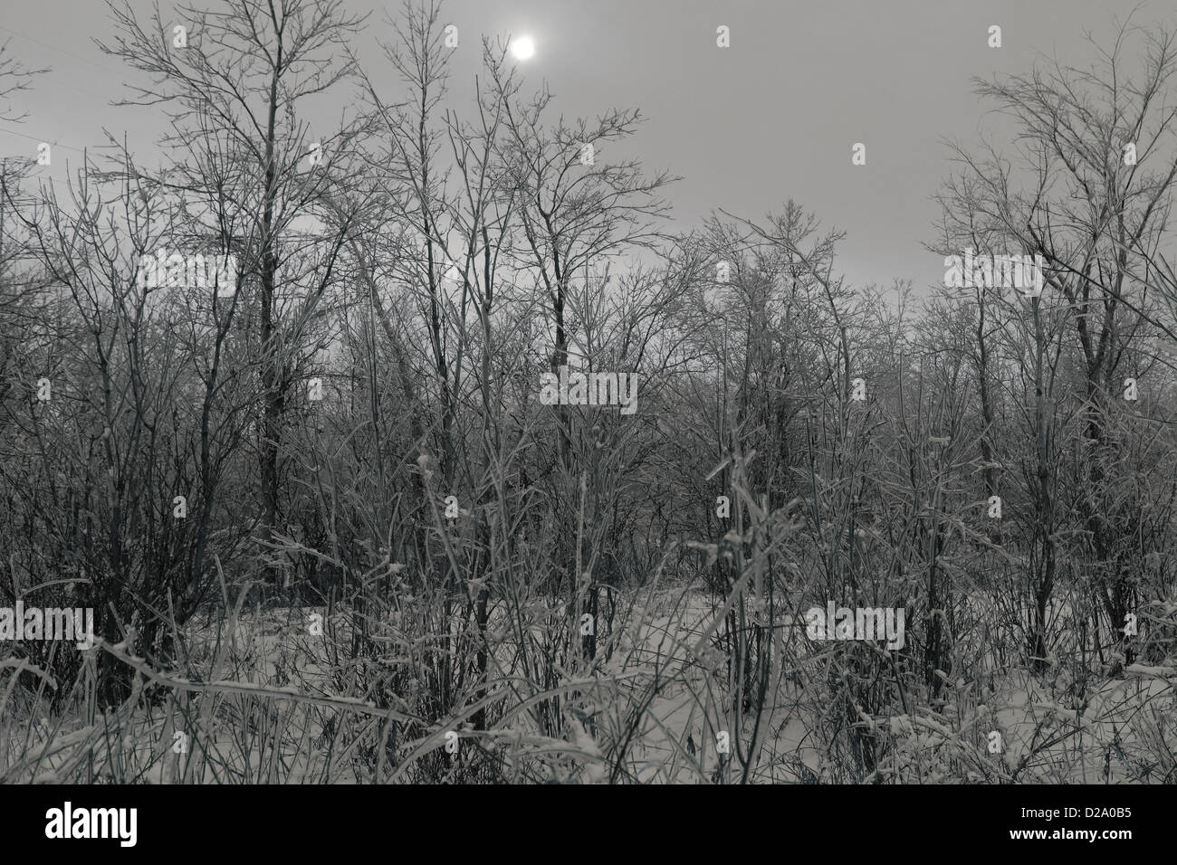 frosty forest and smog in winter. A gray day Stock Photo - Alamy