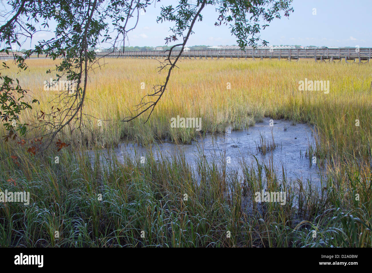 Marshy habitat hi-res stock photography and images - Alamy