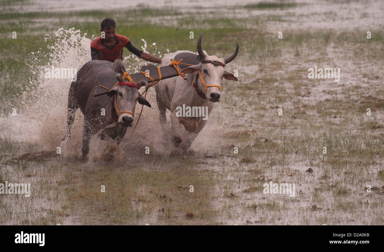 Saplings hi-res stock photography and images - Alamy