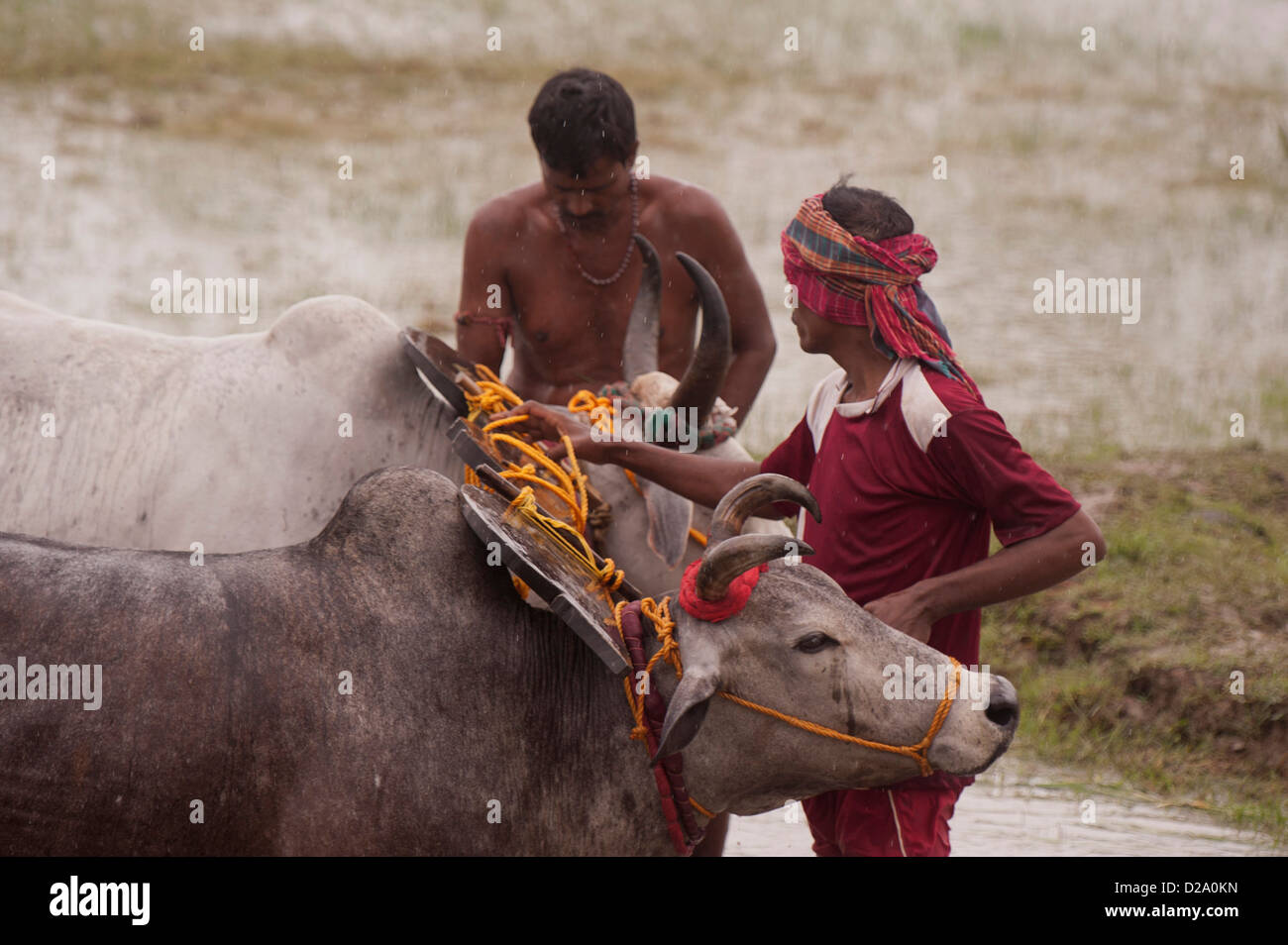 Bull race hi-res stock photography and images - Alamy