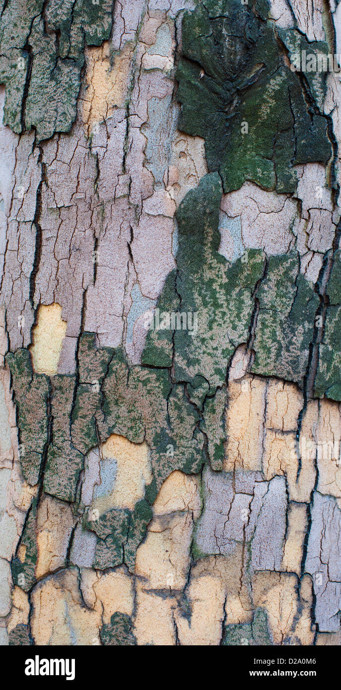 Sycamore tree bark hi-res stock photography and images - Alamy