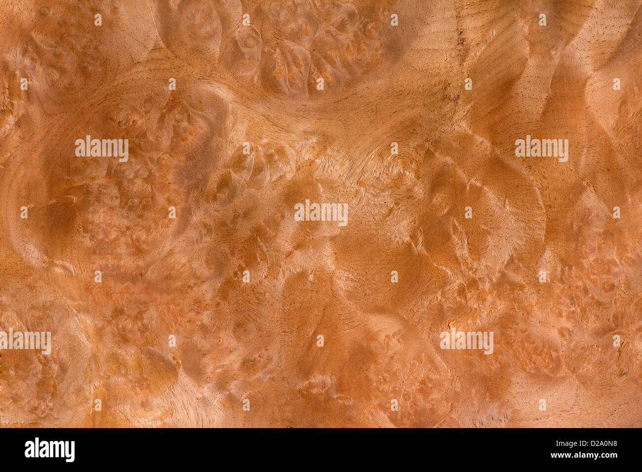 Background texture of an elm root board Stock Photo - Alamy