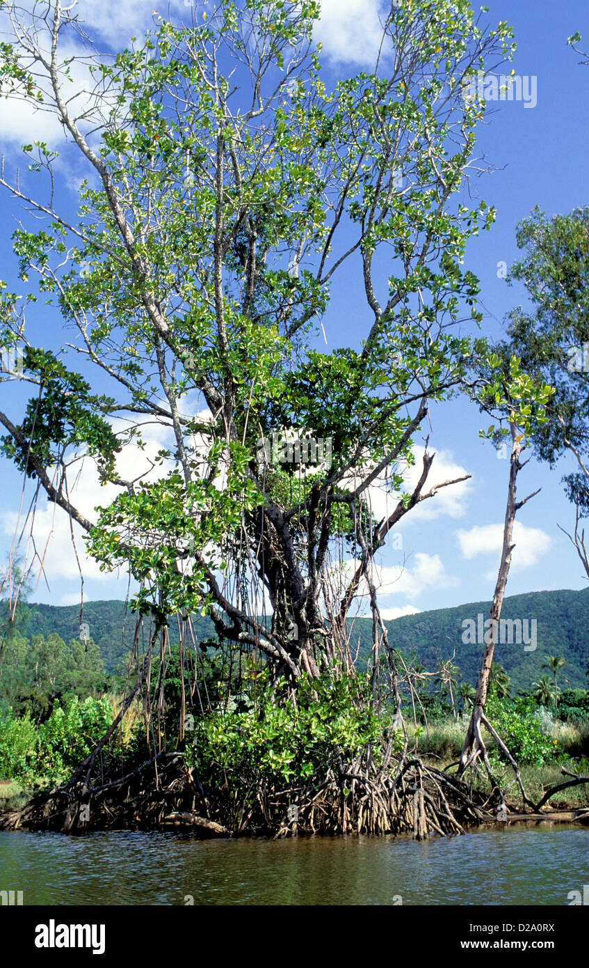 Mangrove black and white hi-res stock photography and images - Alamy