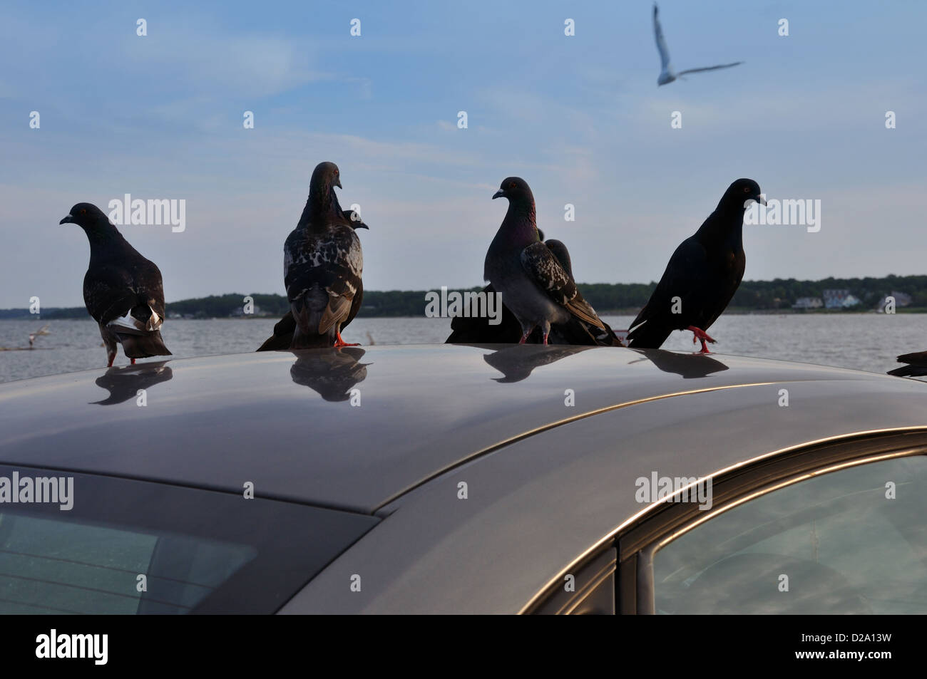 Pigeons perches hi-res stock photography and images - Alamy