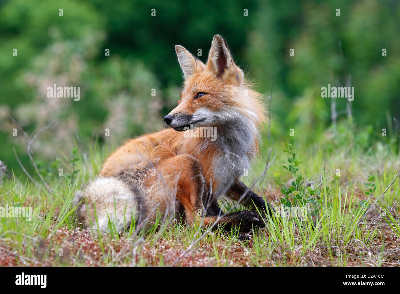 Red Fox in Algonquin Provincial Park in Ontario, Canada Stock Photo - Alamy
