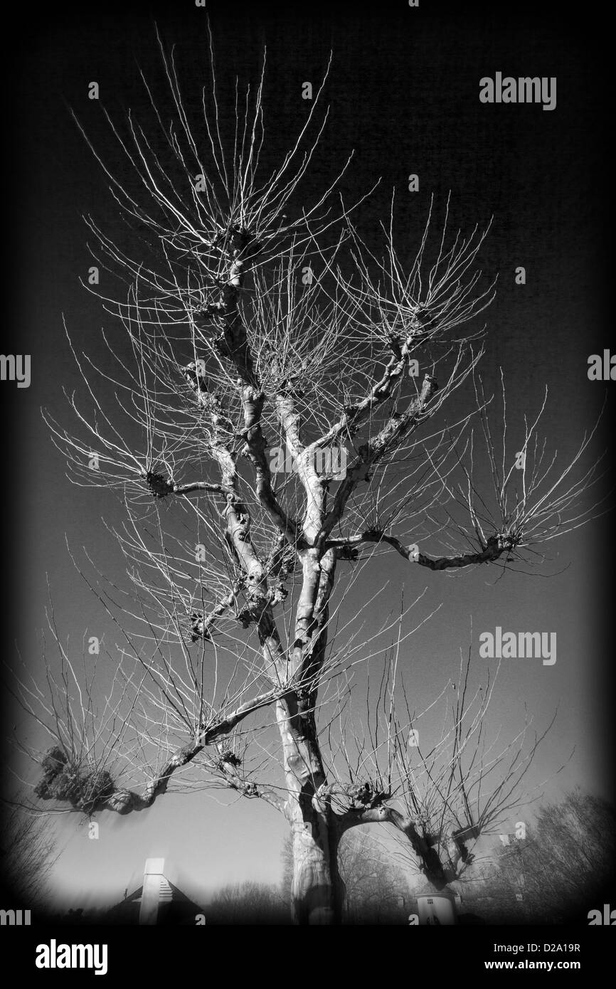 Framed by the tree Black and White Stock Photos & Images - Alamy