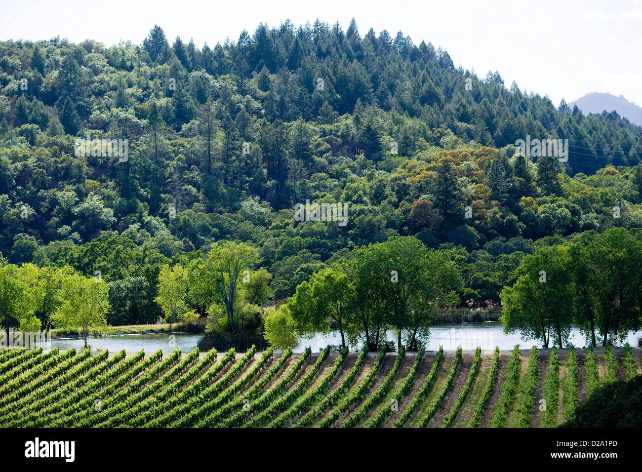 Napa Valley California, Vineyards, Wine Grapes on Vine Stock Photo - Alamy