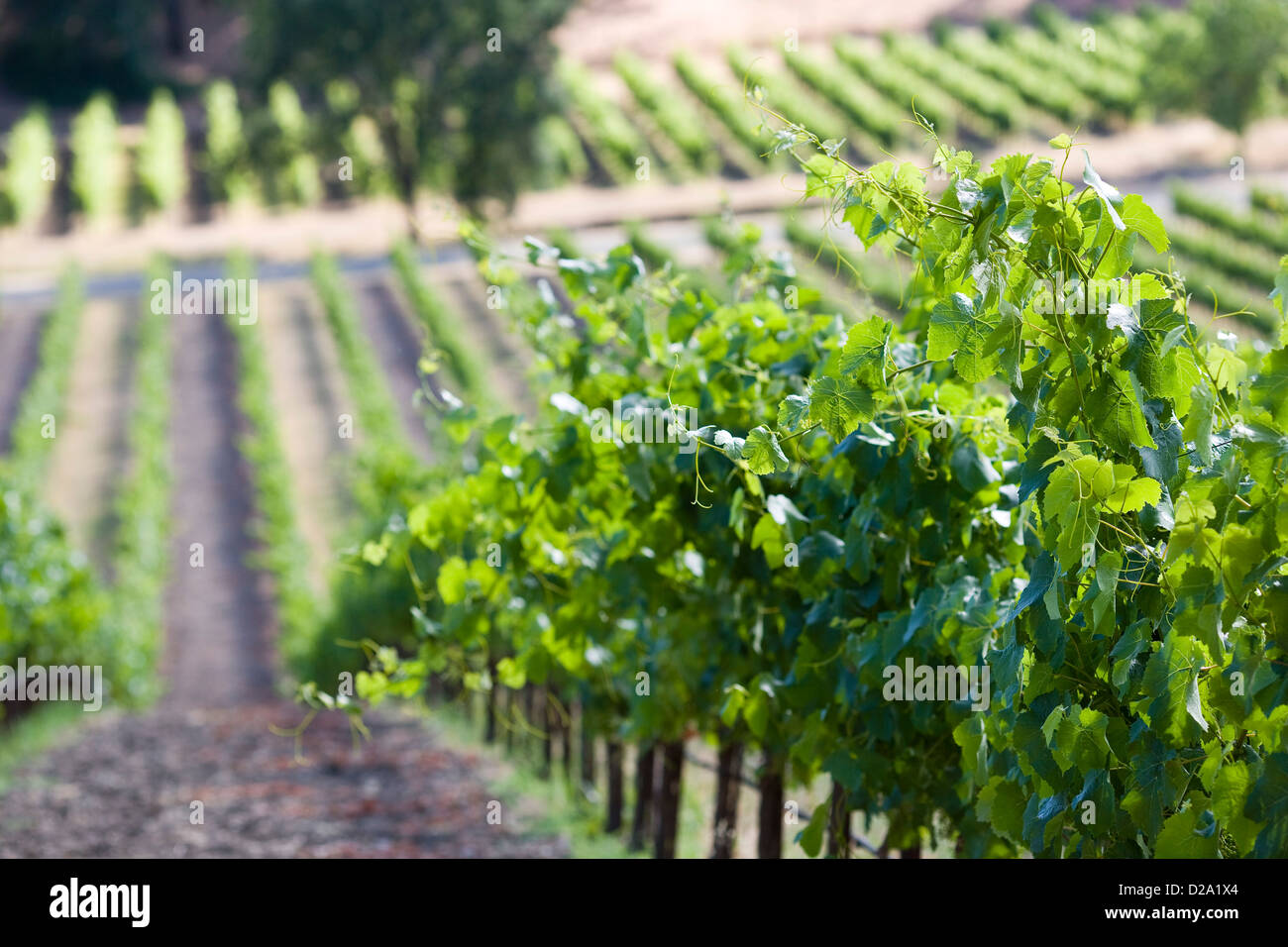 Vine grapevine vines viniculture plantations plantation agriculture ...
