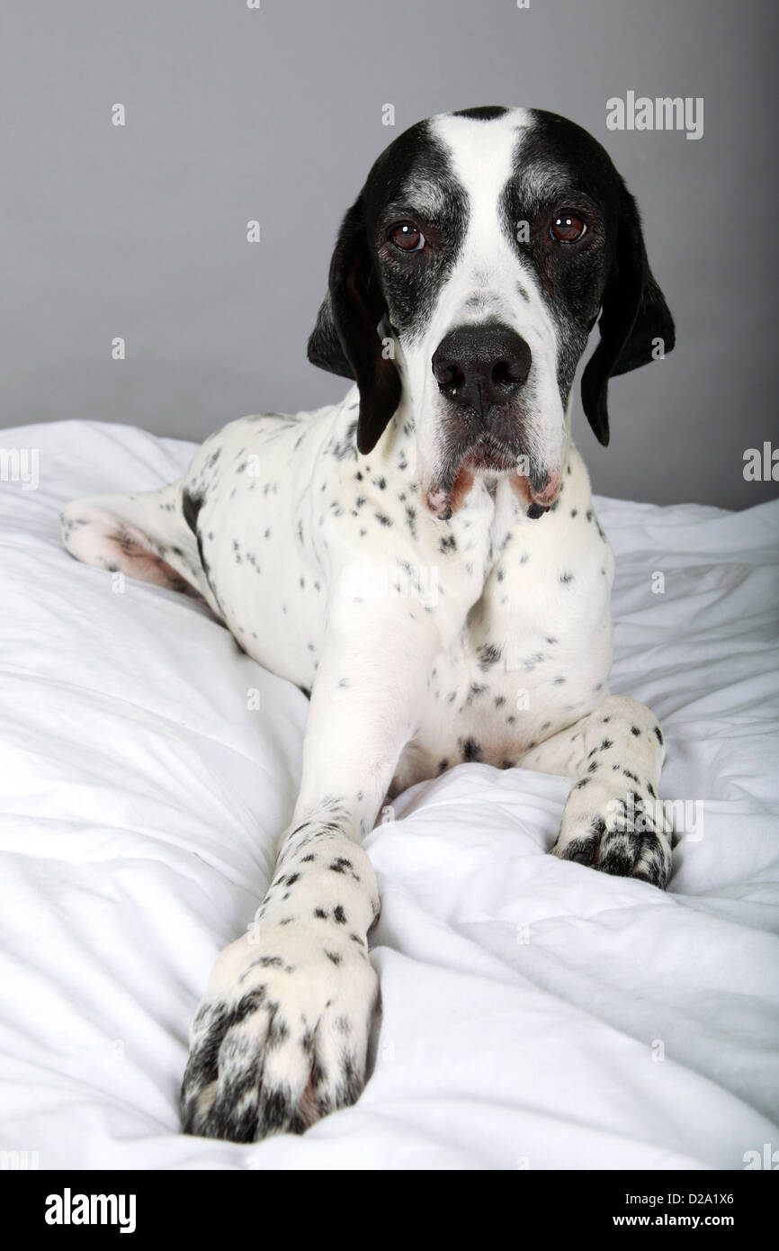 English pointer studio hi-res stock photography and images - Alamy