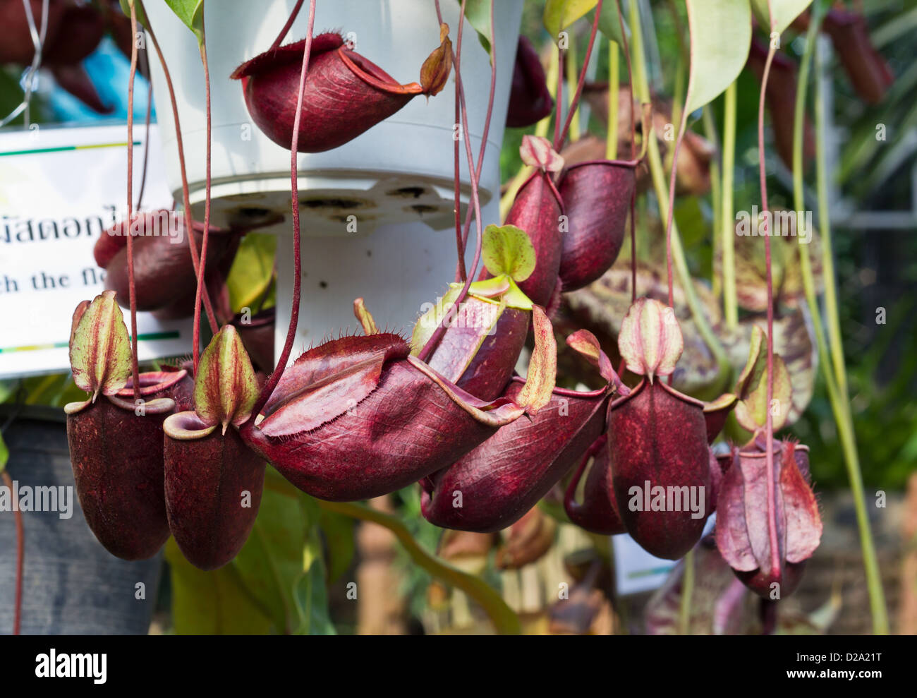 Tropical pitcher plants hi-res stock photography and images - Alamy