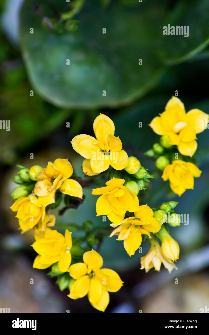 Raceme hi-res stock photography and images - Alamy