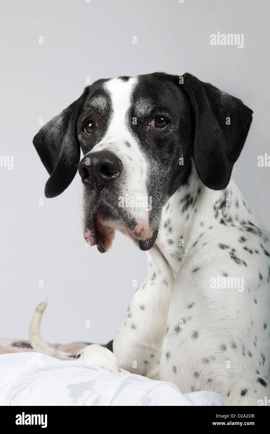 English pointer hi-res stock photography and images - Alamy