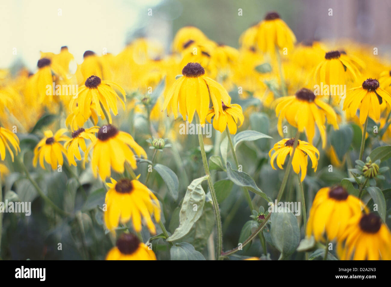 Canada, Ontario, Toronto, University Of Toronto. Black-Eyed Susan; Cone ...