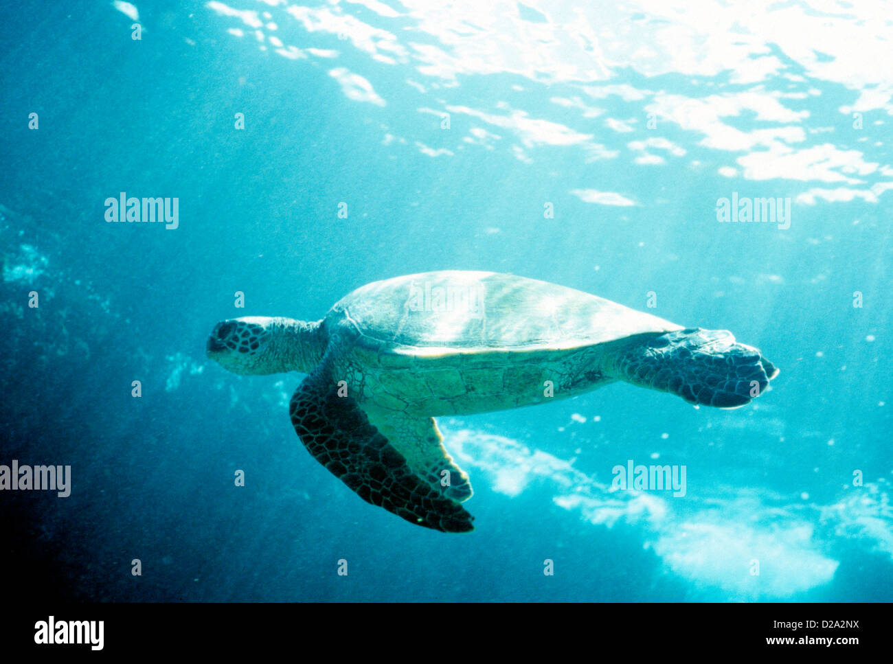 Hawaii, Oahu. Hawaiian Green Sea Turtle Stock Photo - Alamy