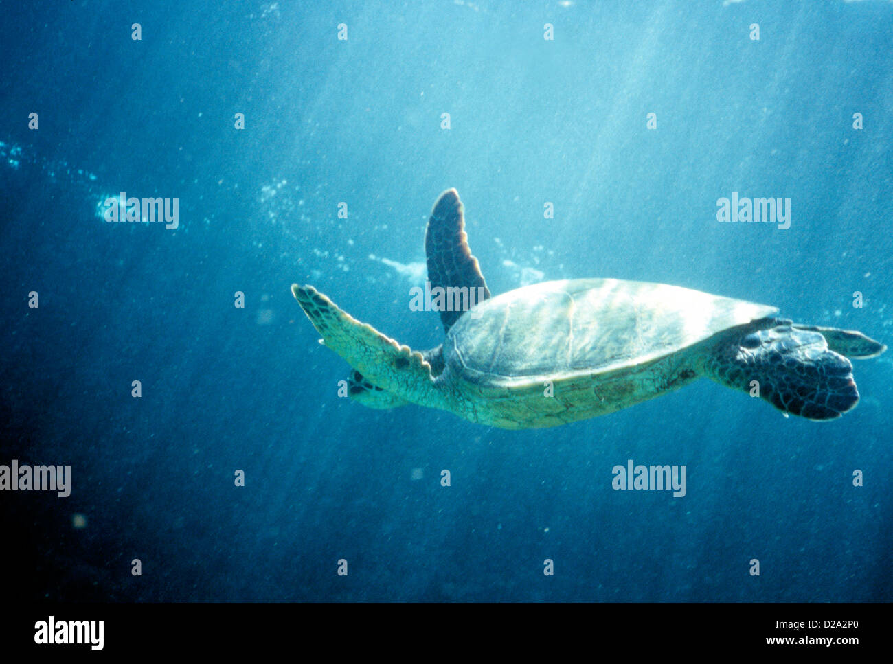 Hawaii, Oahu. Hawaiian Green Sea Turtle Stock Photo - Alamy
