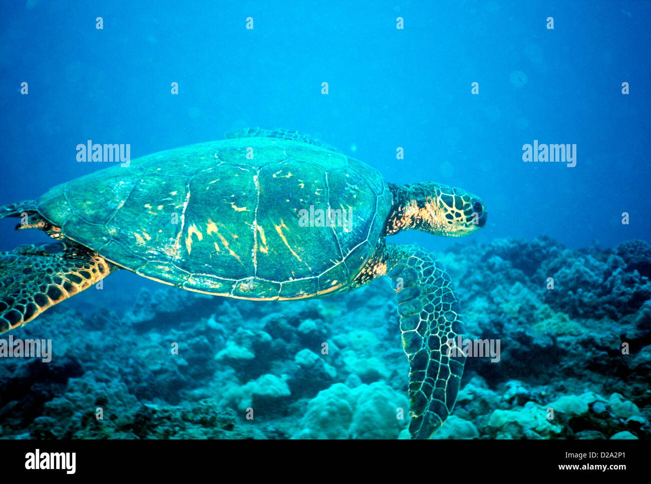 Hawaii, Oahu. Hawaiian Green Sea Turtle Stock Photo - Alamy
