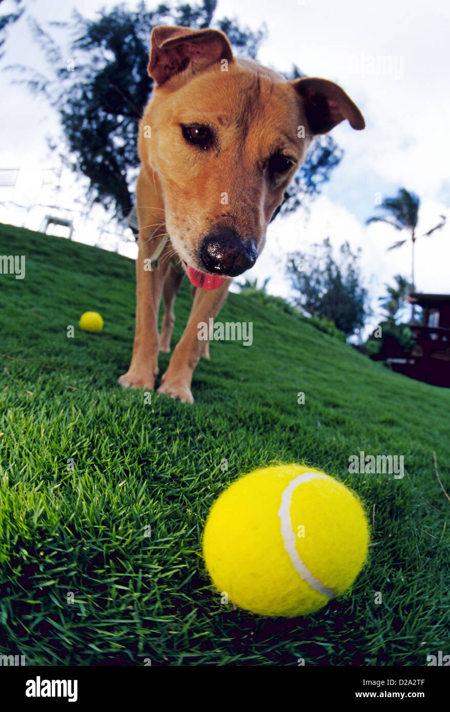 Golden Lab/Mutt Dog With Tennis Ball Stock Photo - Alamy