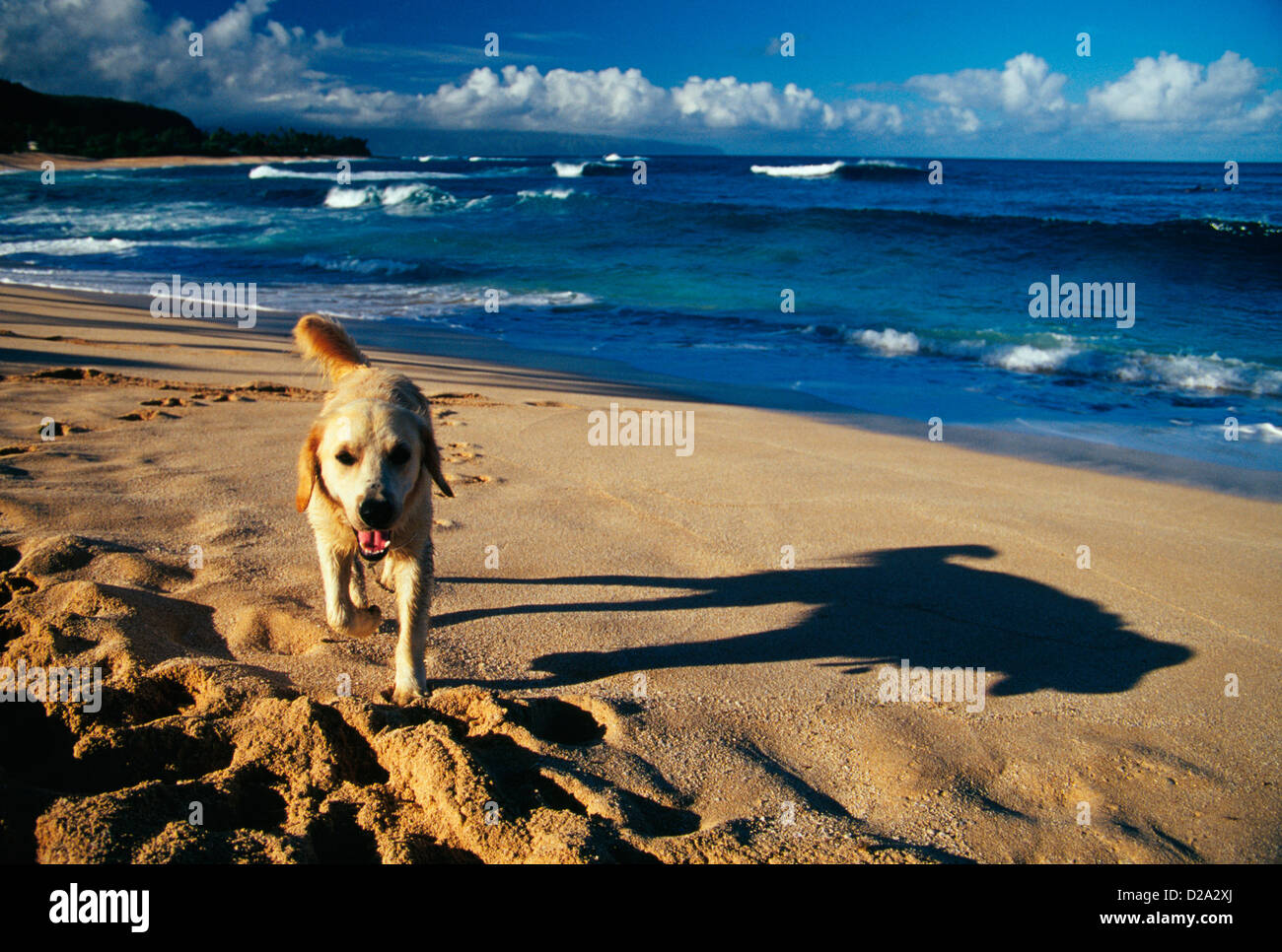 Hawaii, Oahu. Dog On Beach Stock Photo - Alamy