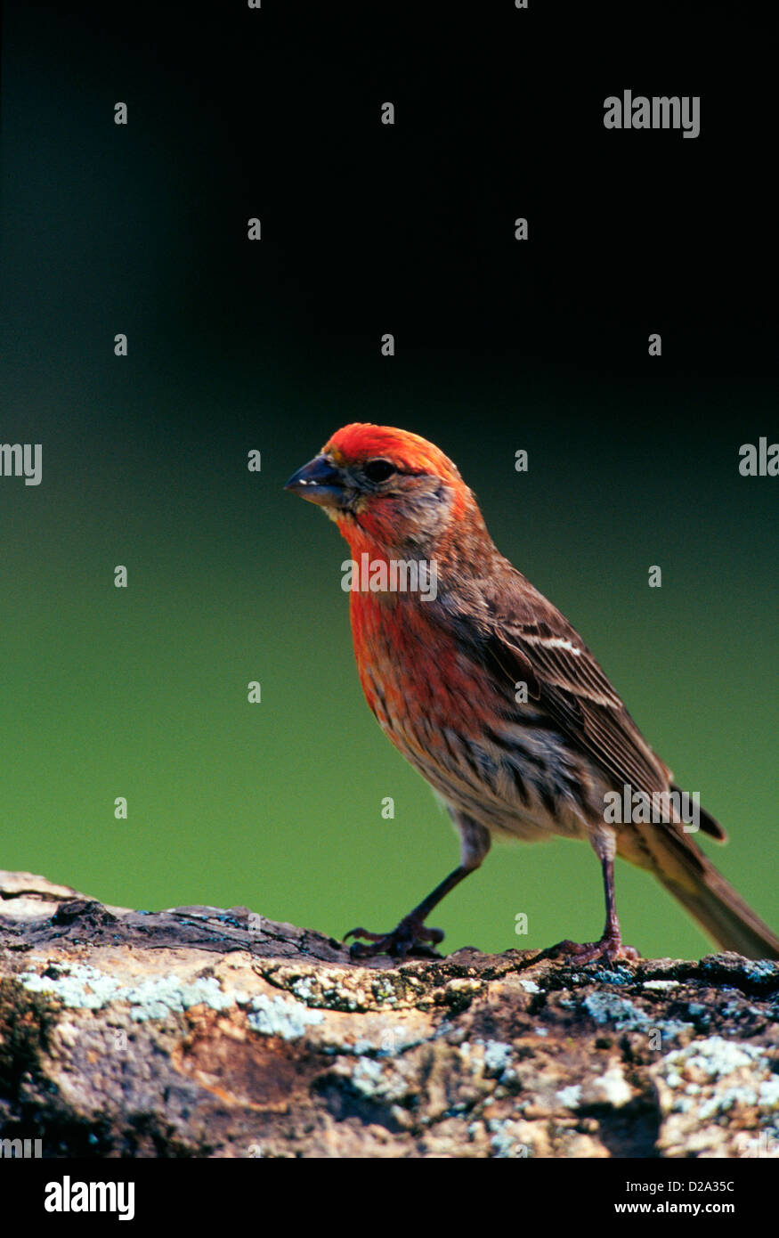 House finch carpodacus mexicanus standing on hi-res stock photography ...