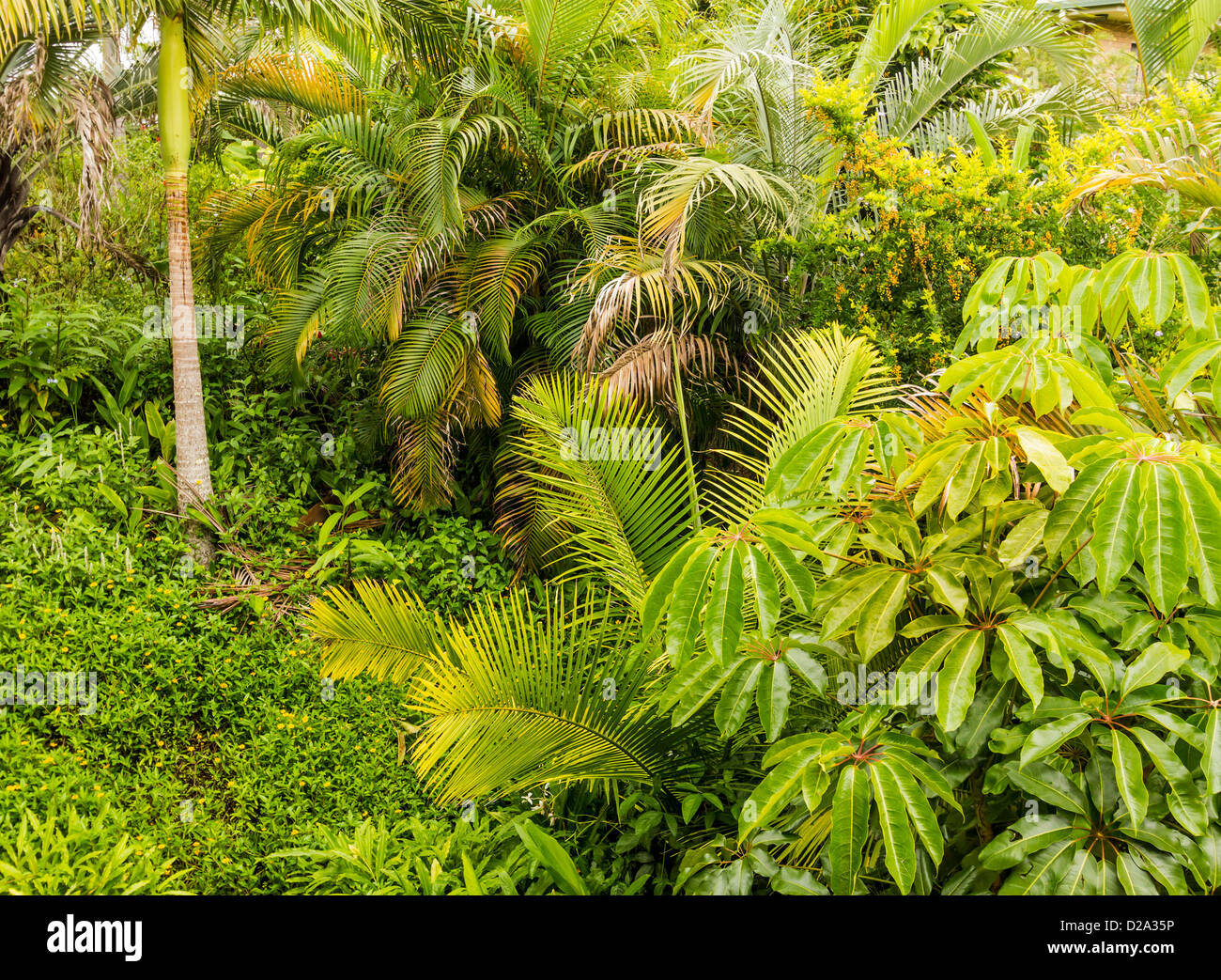 Rainforest groundcover hi-res stock photography and images - Alamy