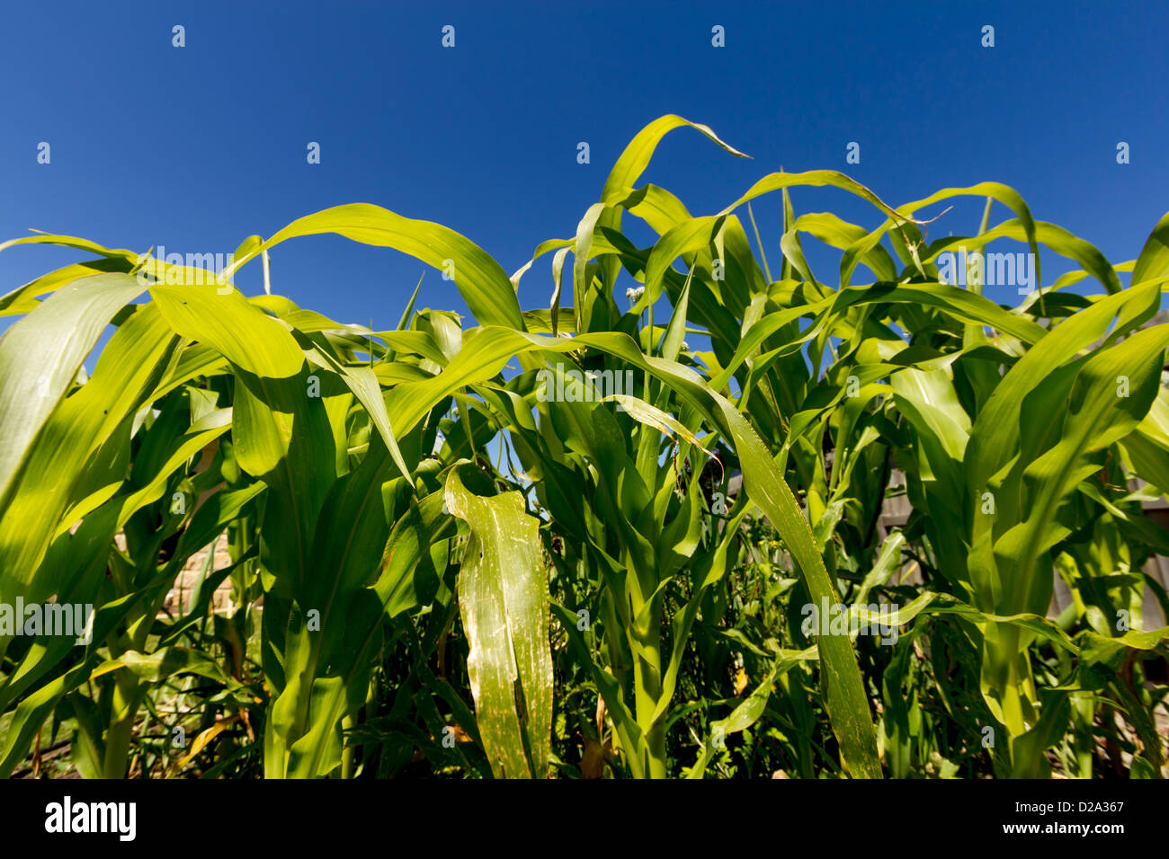 Corn growing in home vegetable garden Stock Photo - Alamy