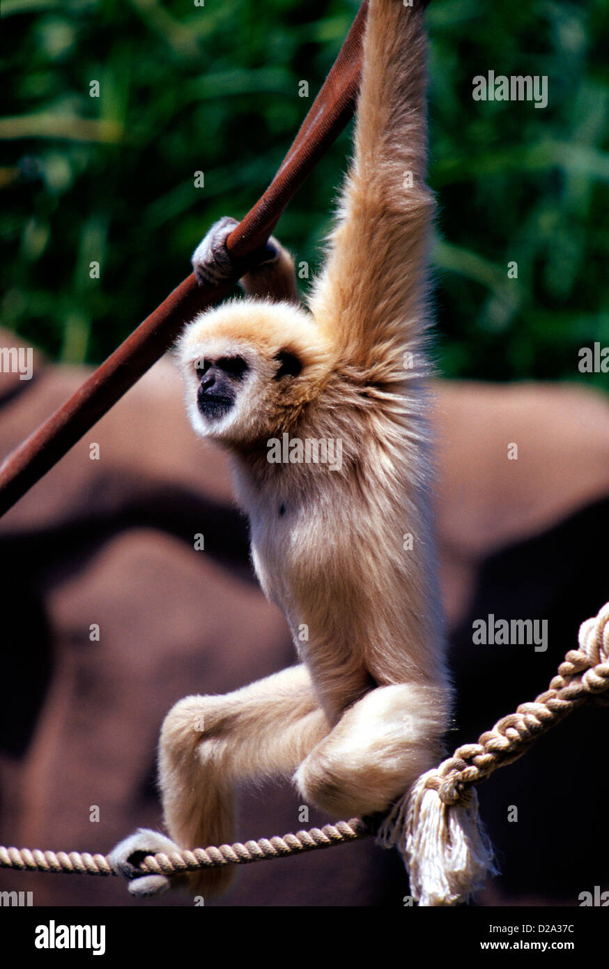 White handed gibbon nature animals mammals gorillas apes monkeys ...