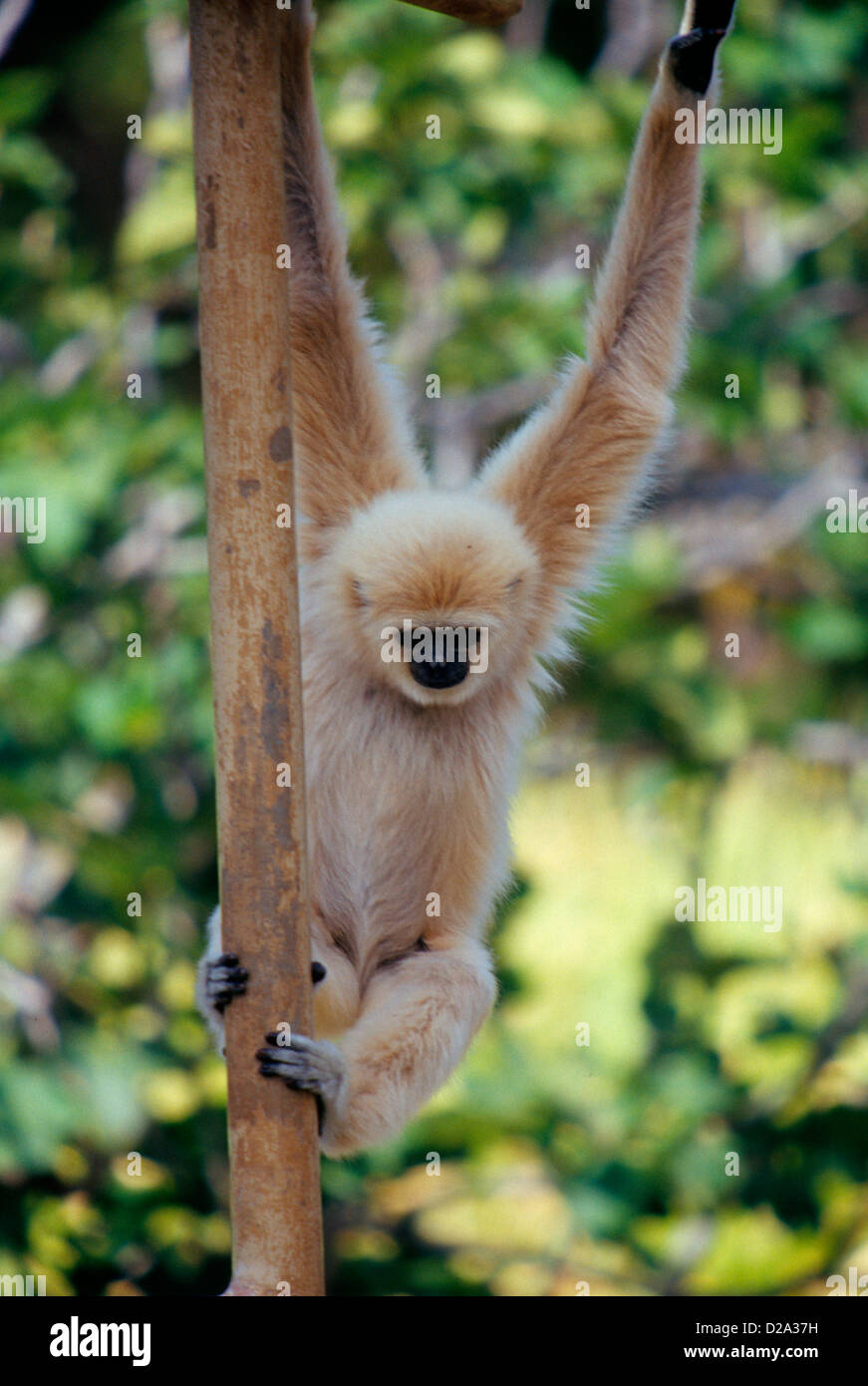 Gibbon monkeys hi-res stock photography and images - Alamy
