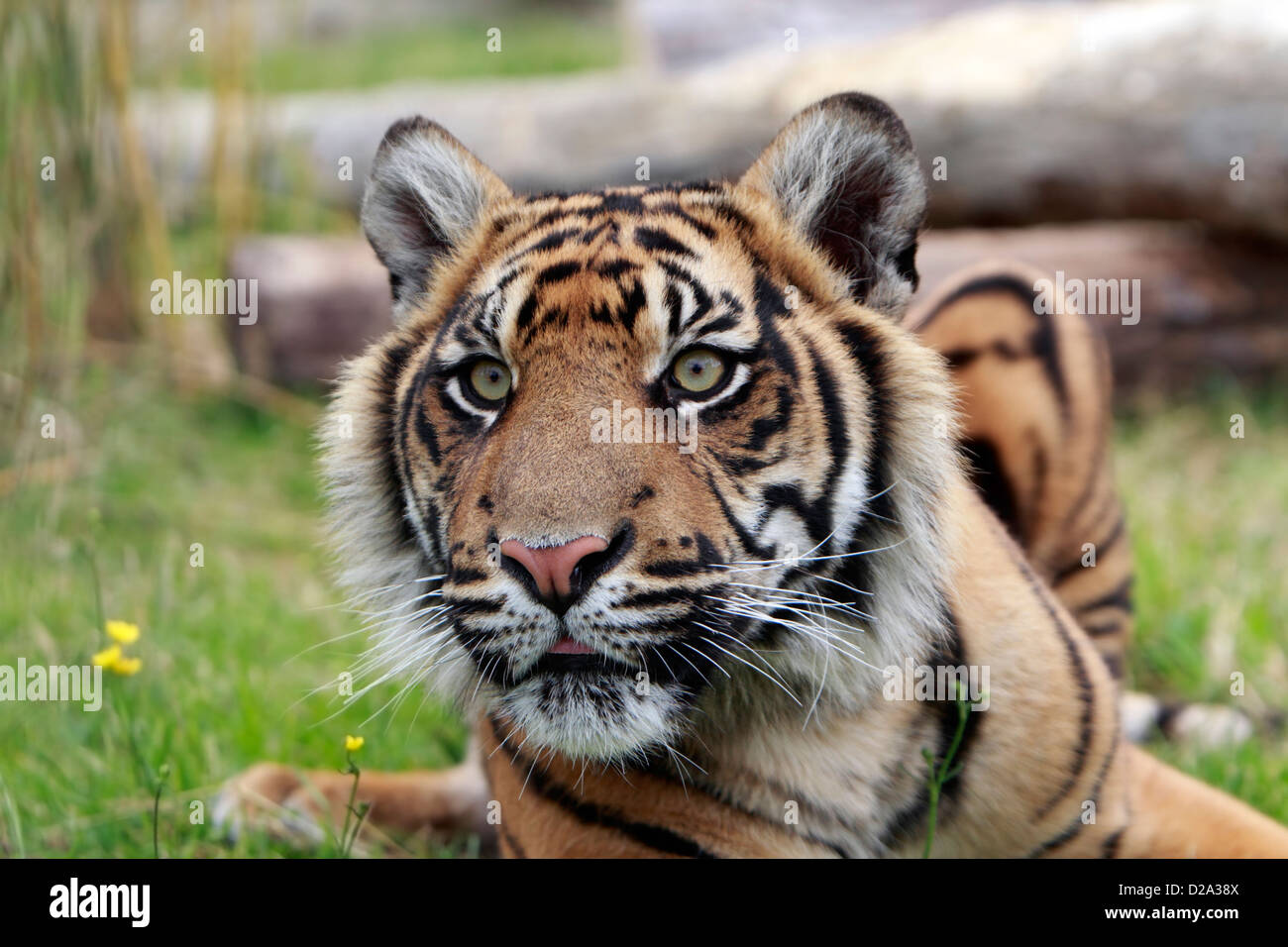 Closeup of a critically endangered Sumatran Tiger Stock Photo - Alamy