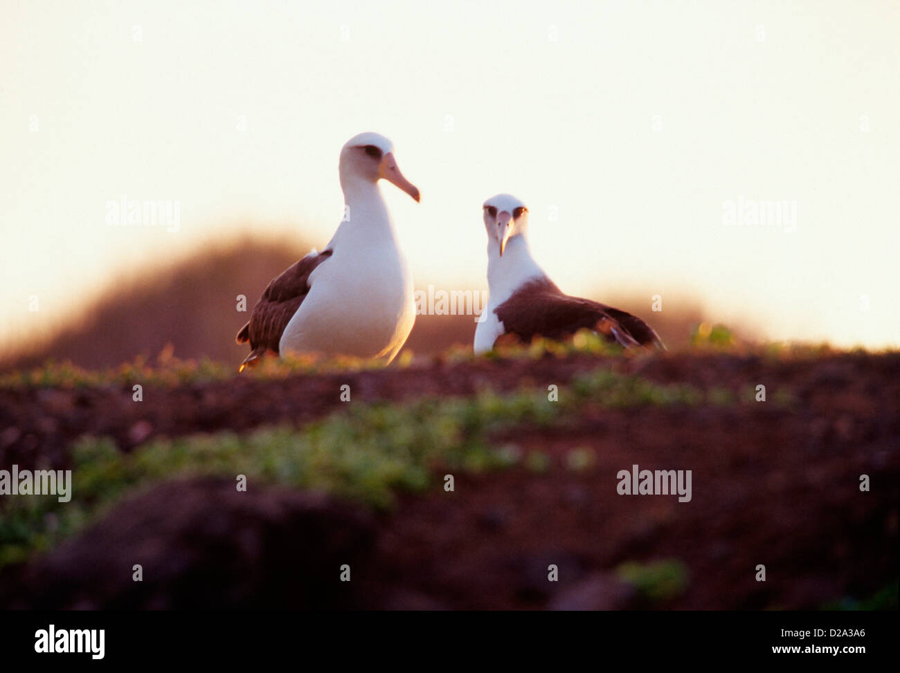 Hawaii, Oahu. Laysan Albatross Adults At Kaena Point Wildlife Preserve ...