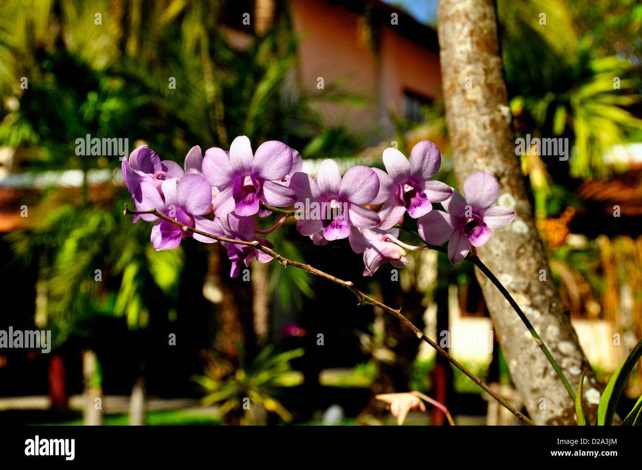 Orchids biology hi-res stock photography and images - Alamy