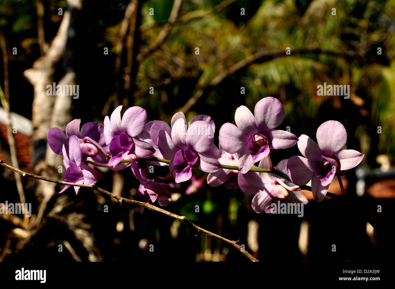Orchids biology hi-res stock photography and images - Alamy