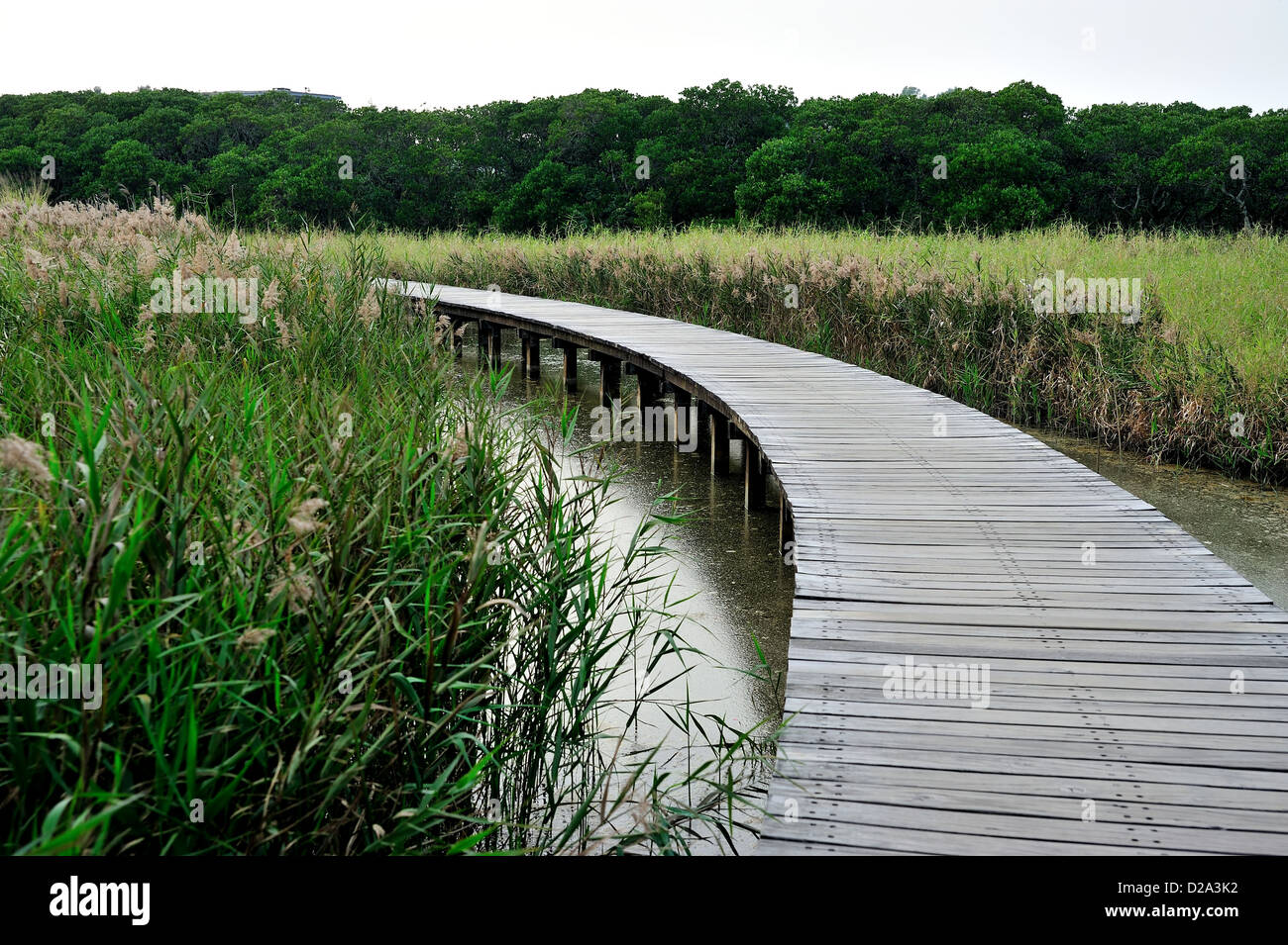 Walk Way Boardwalk Path Nature High Resolution Stock Photography and ...